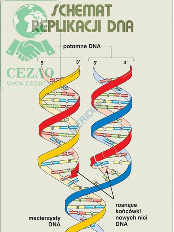 Podstawy genetyki DNA Cezao.pl